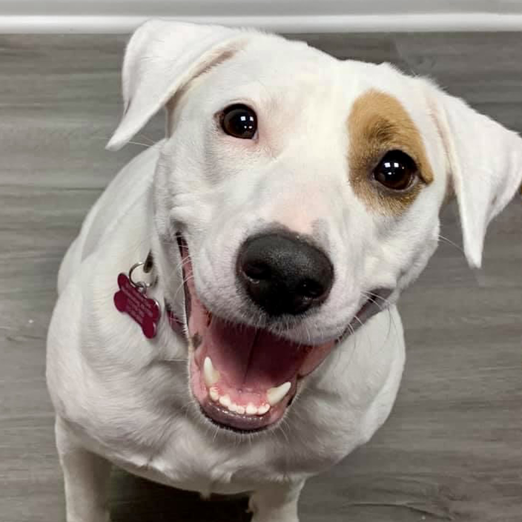 Meet the Mutts: Celebrating National Mutt Day – Varsity Branding